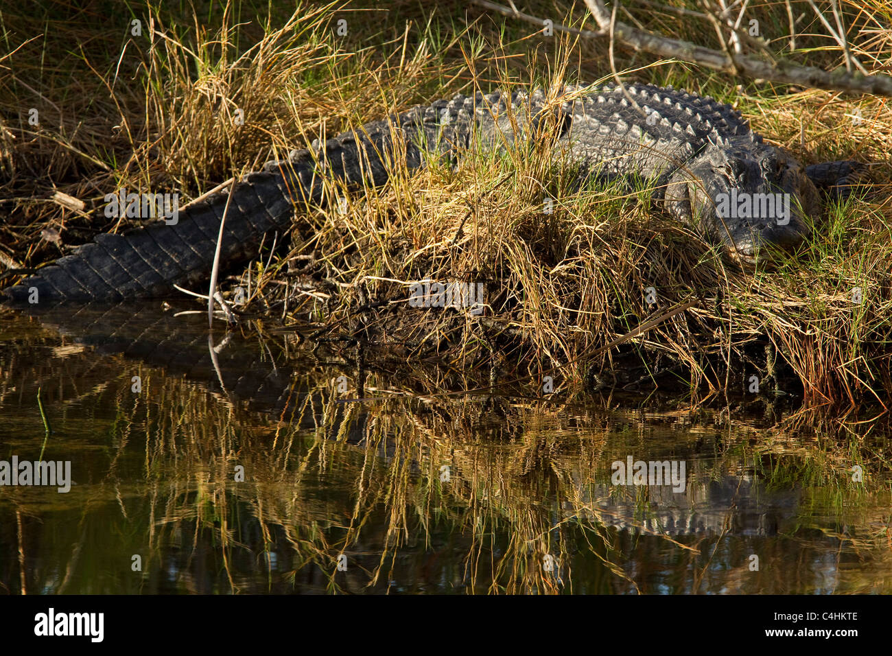 Large alligator hi-res stock photography and images - Alamy