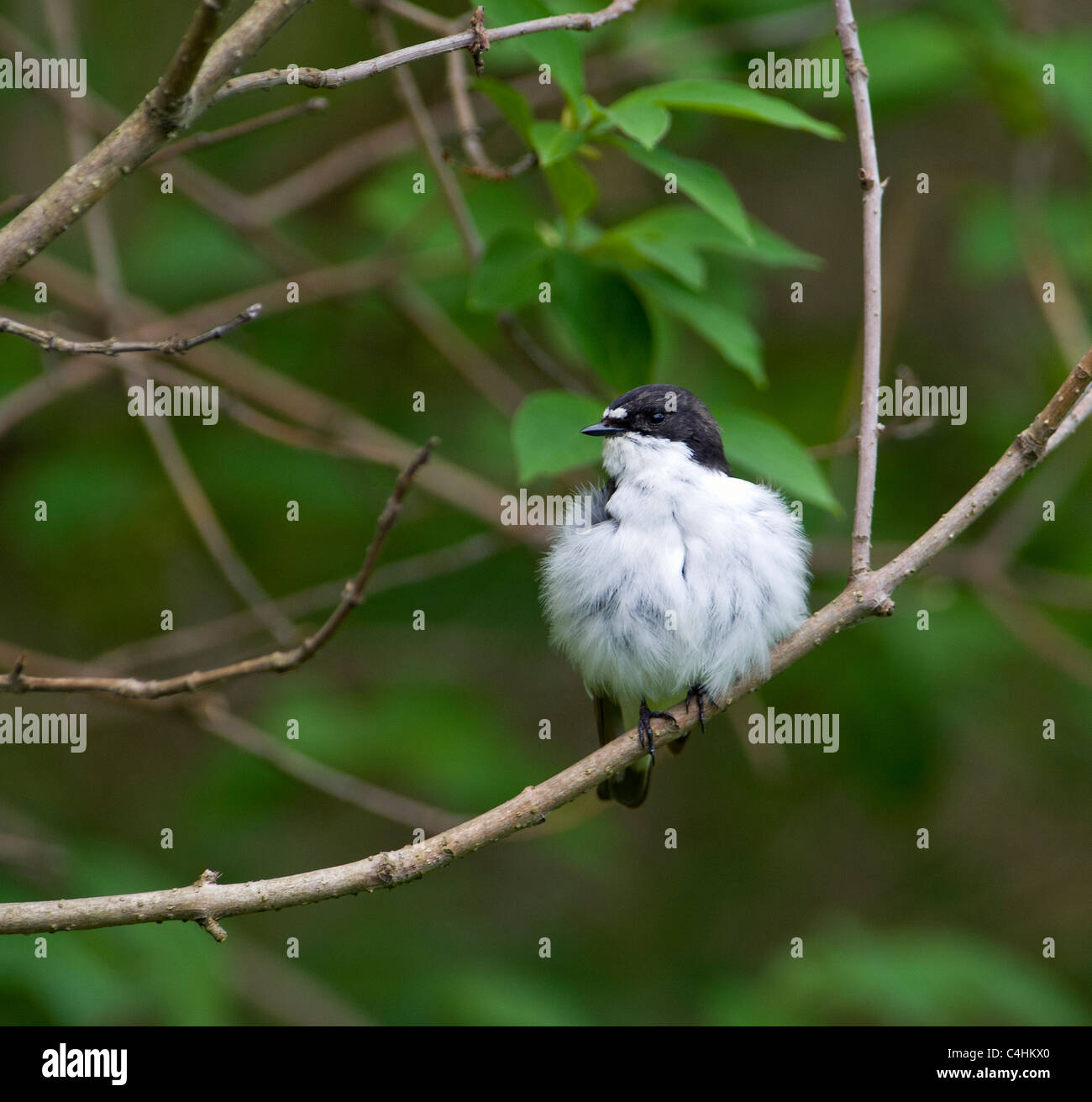 Pied Flycatcher in the bush Stock Photo - Alamy