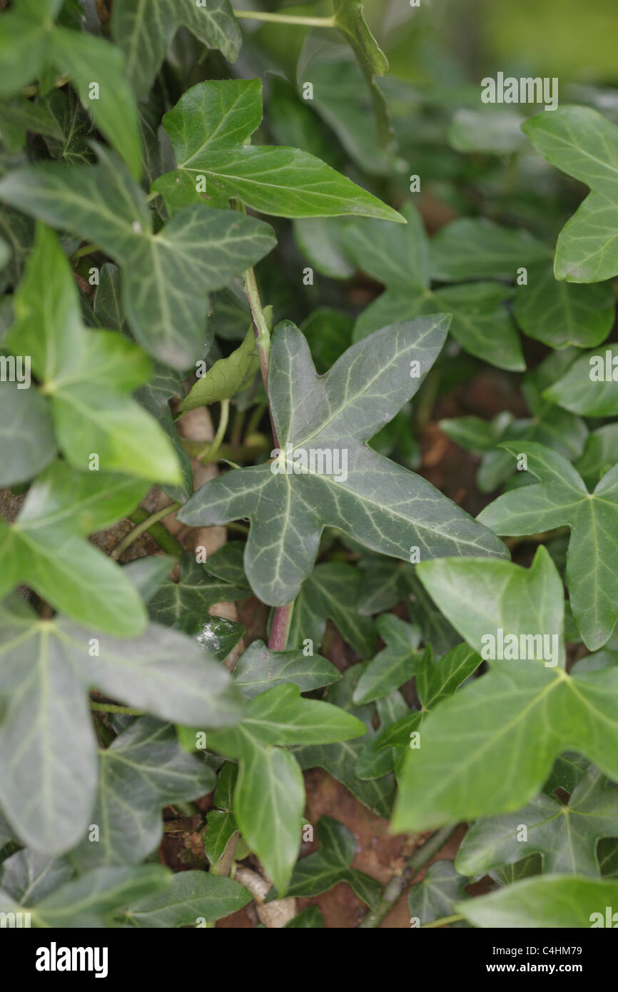 Ground ivy insect hi-res stock photography and images - Alamy