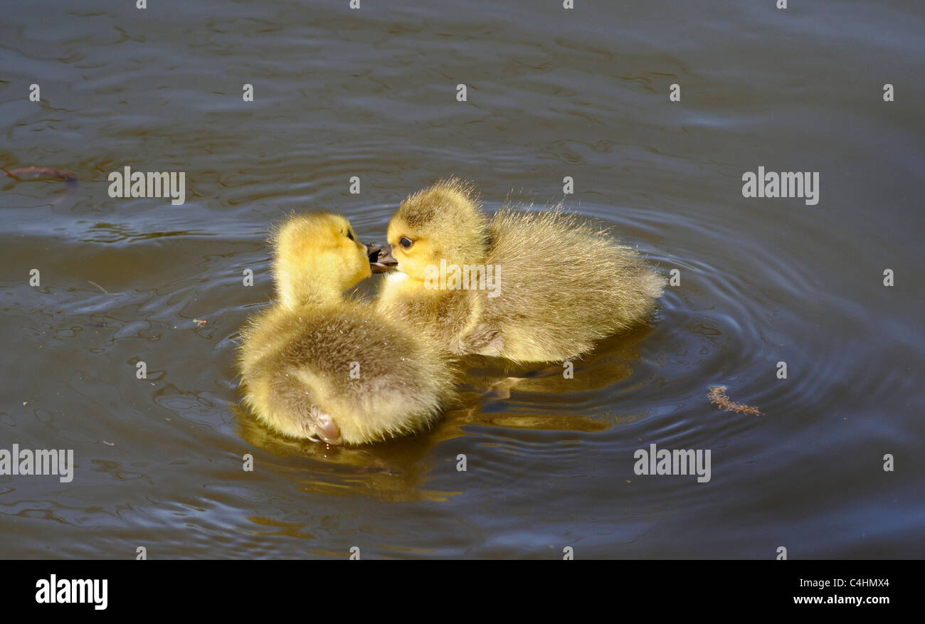 Canada goose with chicks hi-res stock photography and images - Alamy