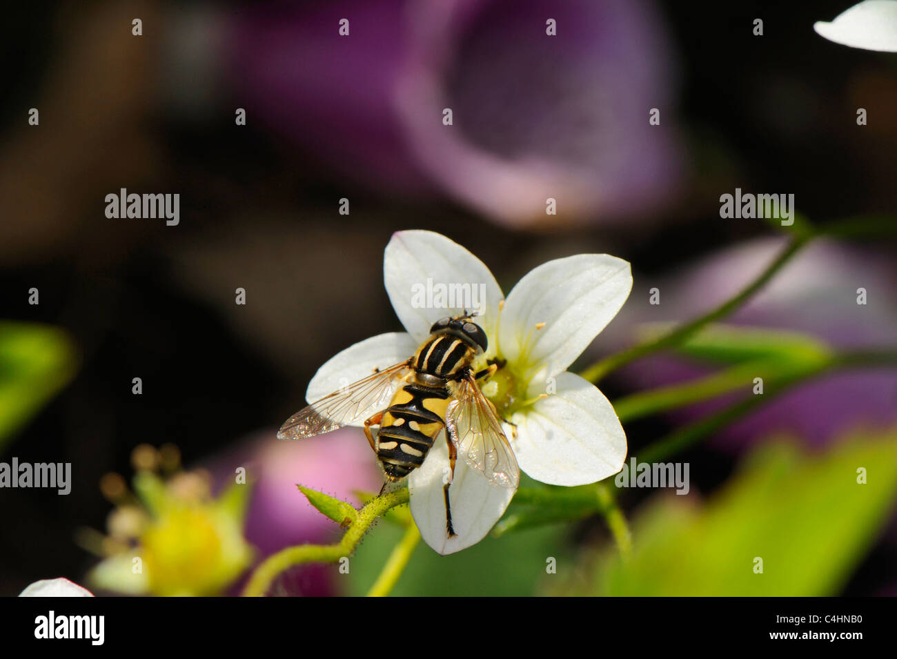 Typical hover fly hi-res stock photography and images - Alamy