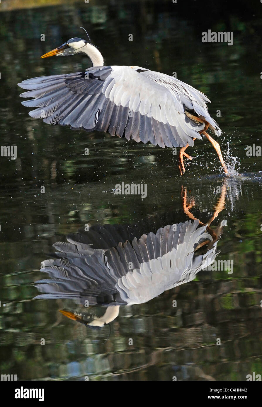 Large Grey heron taking off from a lake using its wings and legs to do ...