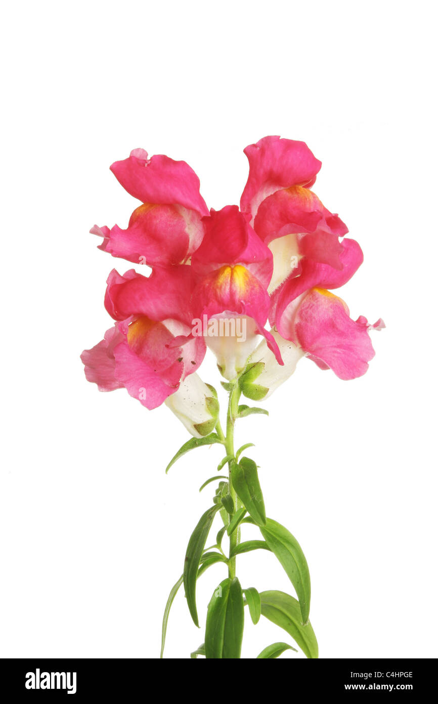 Dragon flower hi-res stock photography and images - Alamy