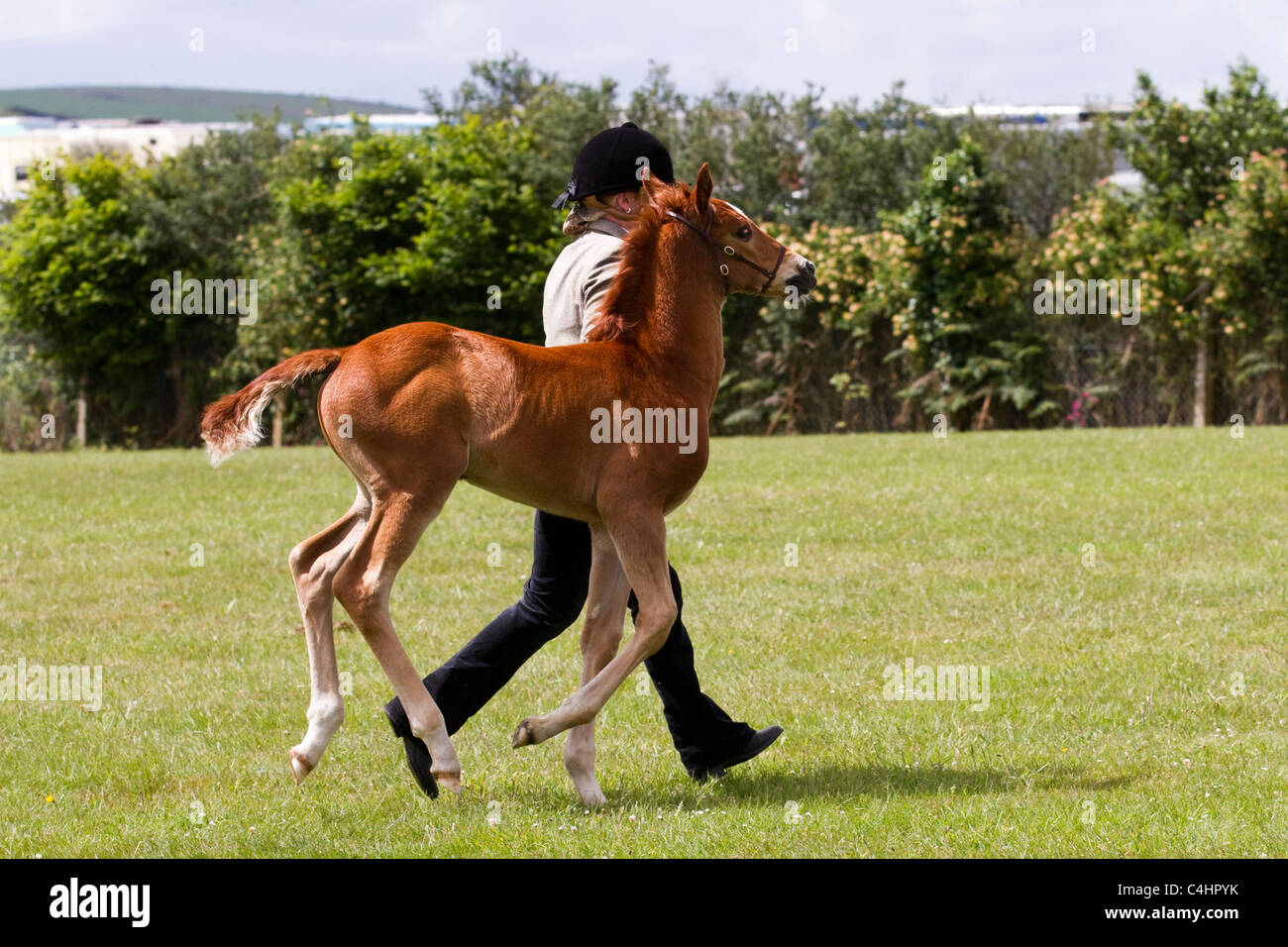 Judging young Thoroughbred unsaddled horses on parade at the 2011 Royal ...