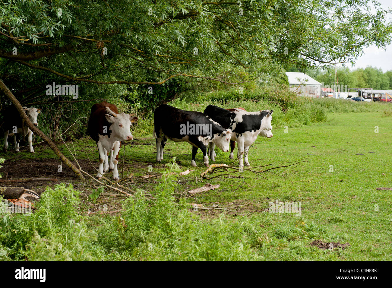Bullocks sheltering under tree UK cows Stock Photo - Alamy