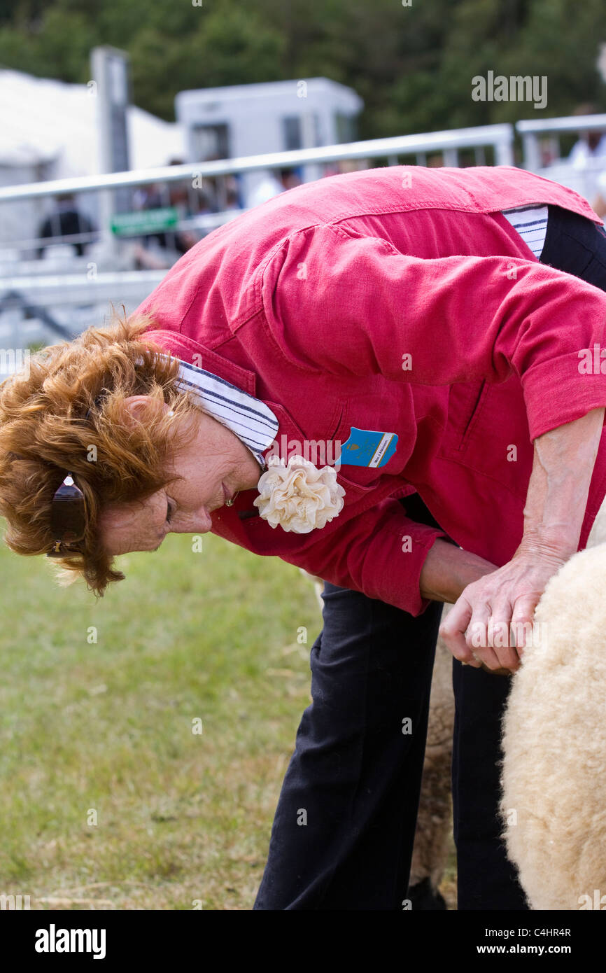 Judging Sheep High Resolution Stock Photography and Images - Alamy