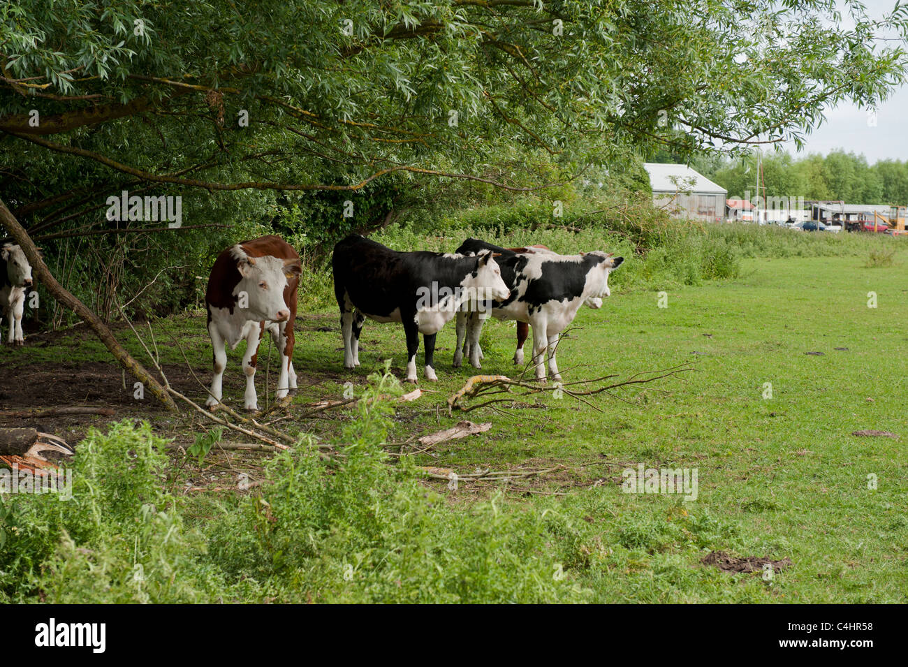 Stampede cattle hi-res stock photography and images - Alamy