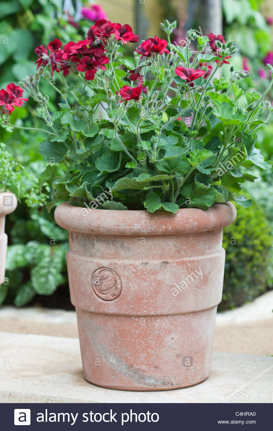 Pelargonium Pot Stock Photos & Pelargonium Pot Stock Images - Alamy