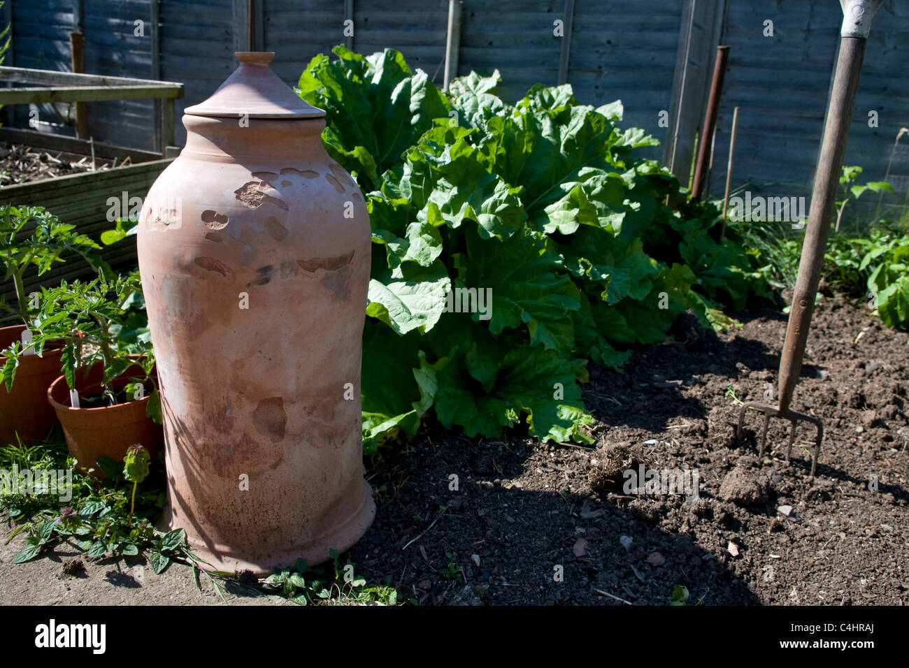 Container grown rhubarb hi-res stock photography and images - Alamy