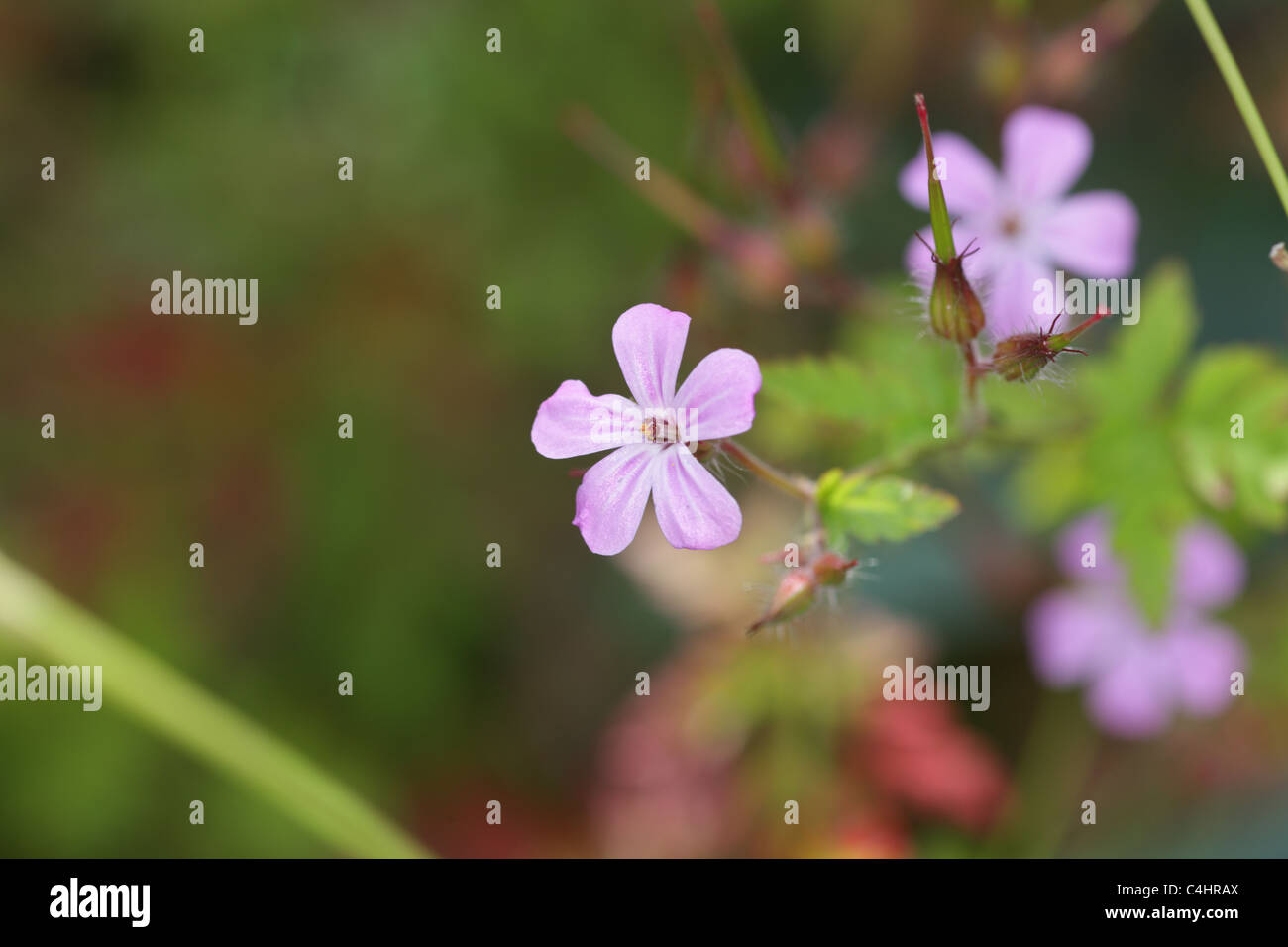 Robert weed hi-res stock photography and images - Alamy
