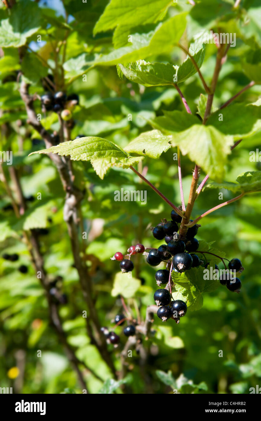 Currant shrub hi-res stock photography and images - Alamy