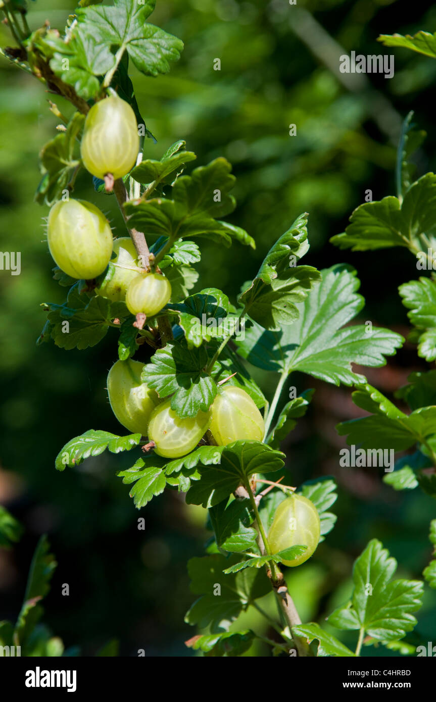 Organically grown gooseberry bush with new gooseberries taken locally ...