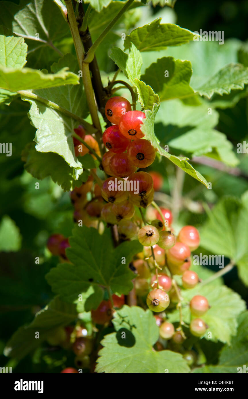 Fruit bush uk hi-res stock photography and images - Alamy
