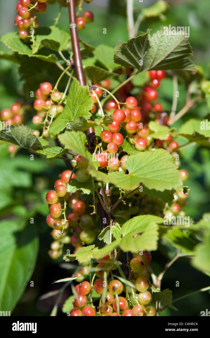 Fruit bush uk hi-res stock photography and images - Alamy