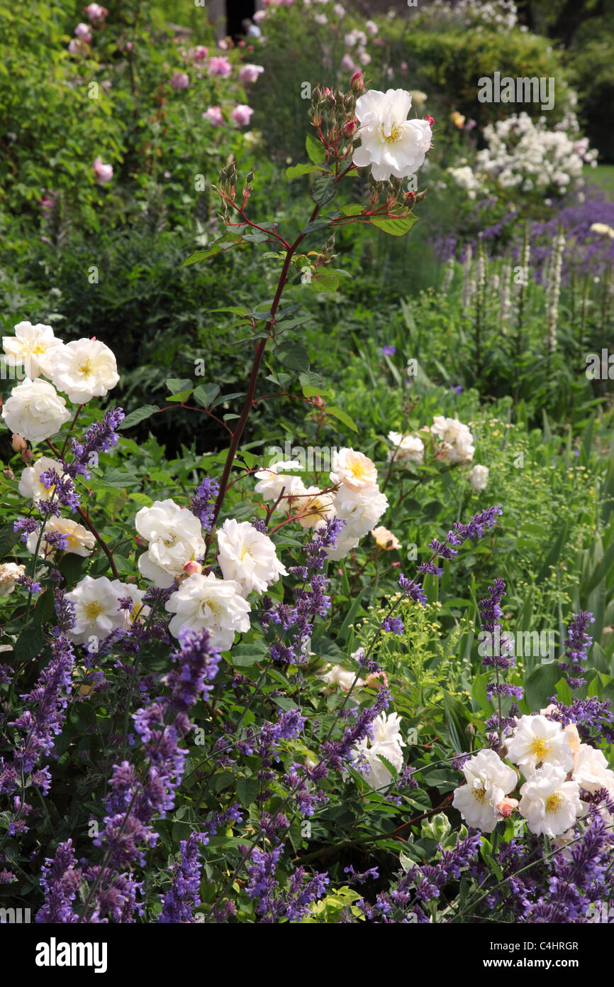 Country cottage roses hi-res stock photography and images - Alamy