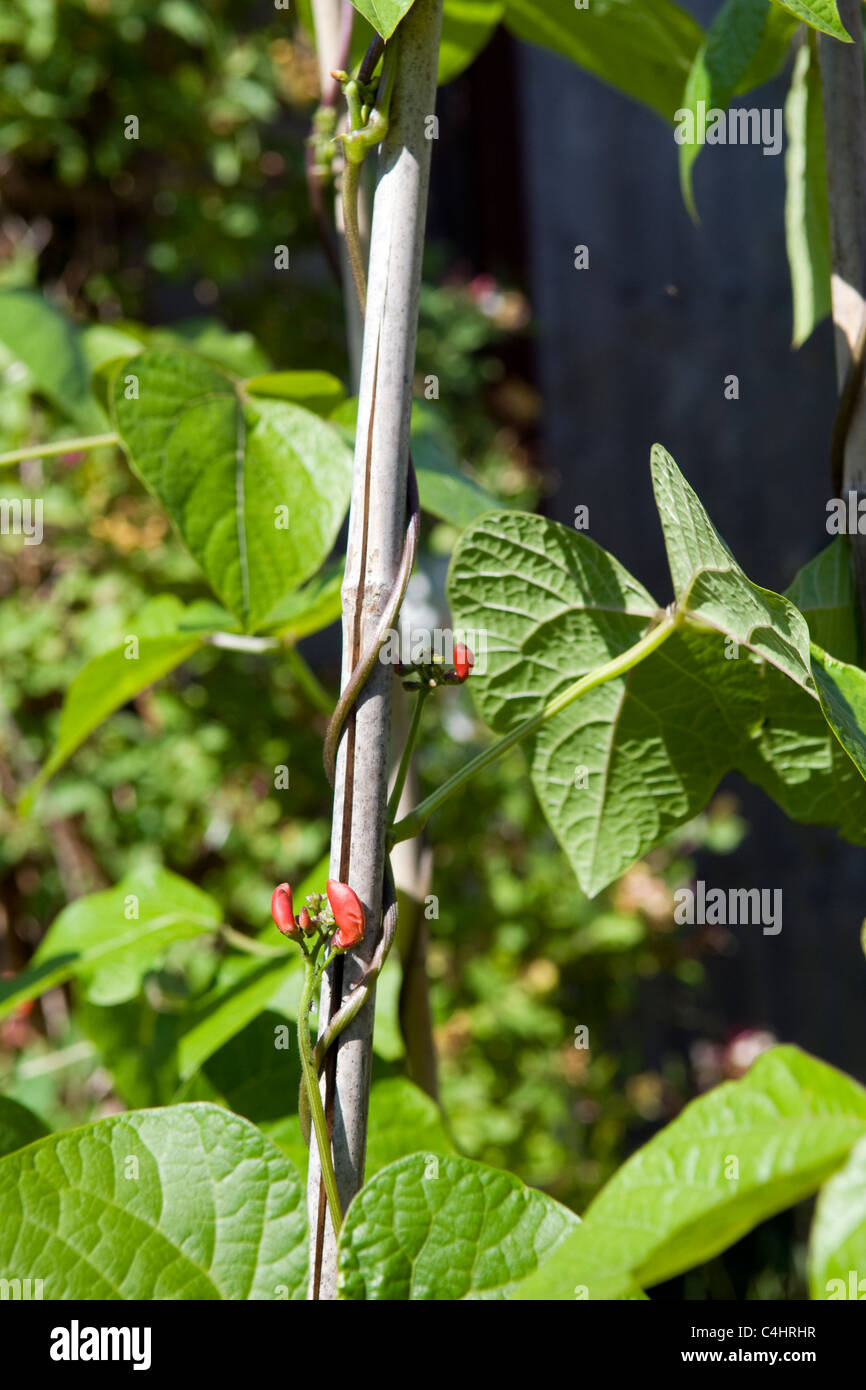 Runner beans canes hi-res stock photography and images - Alamy