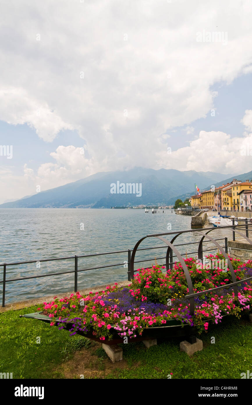 Flowers, Domaso, Como lake, Italy Stock Photo - Alamy