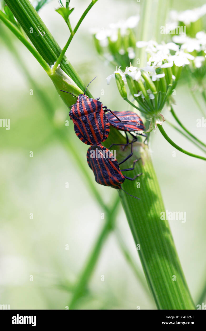 Three striped bugs creeping together on stem Stock Photo - Alamy
