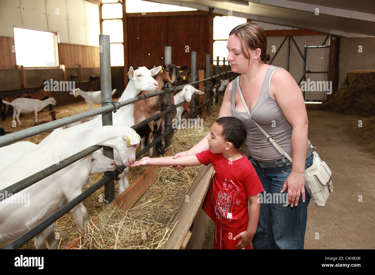 Child visiting a goat farm Stock Photo - Alamy