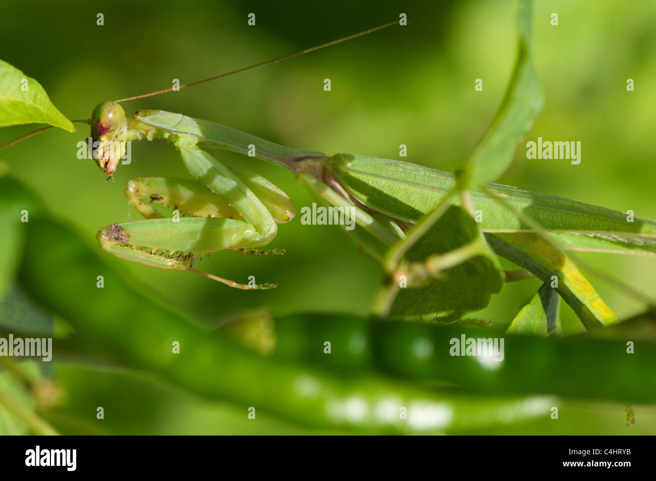 Giant Asian Praying Mantis Stock Photo - Alamy