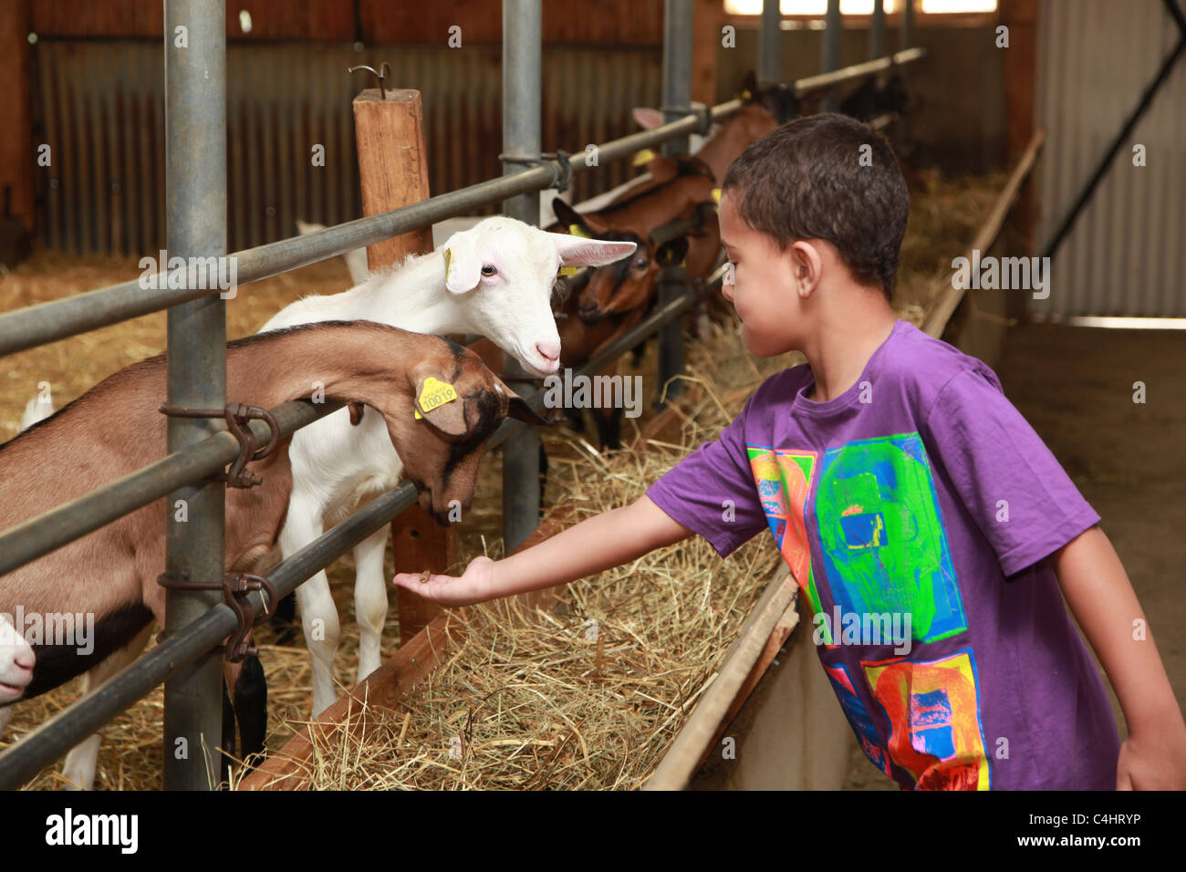 Child visiting a goat farm Stock Photo - Alamy