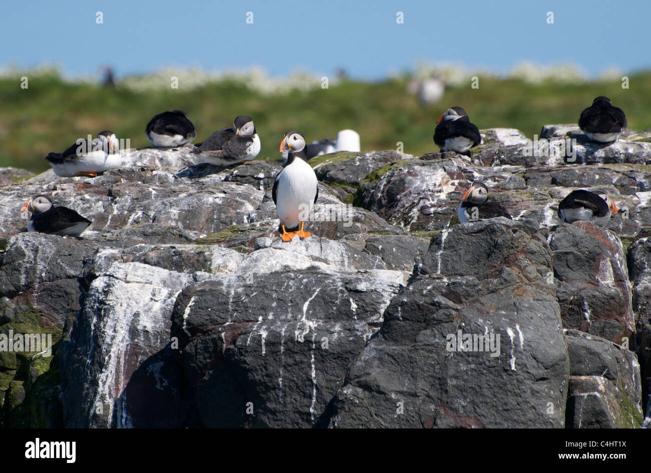 Puffins On The Cliff High Resolution Stock Photography and Images - Alamy