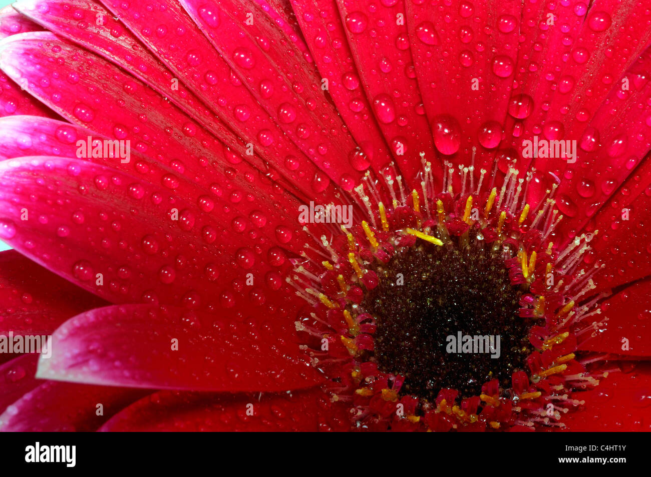 Micro of flower hi-res stock photography and images - Alamy