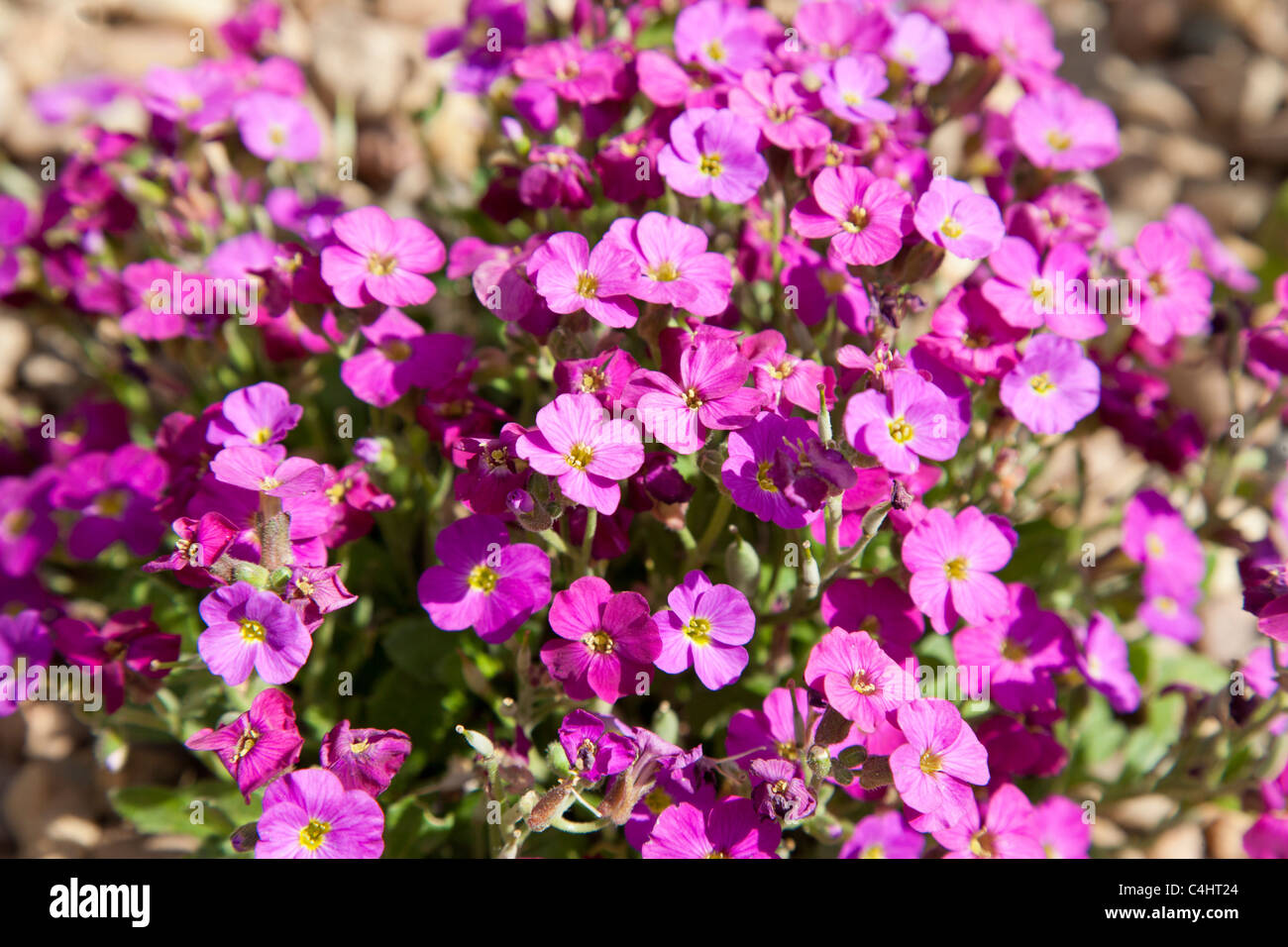 Aubretia flower hi-res stock photography and images - Alamy