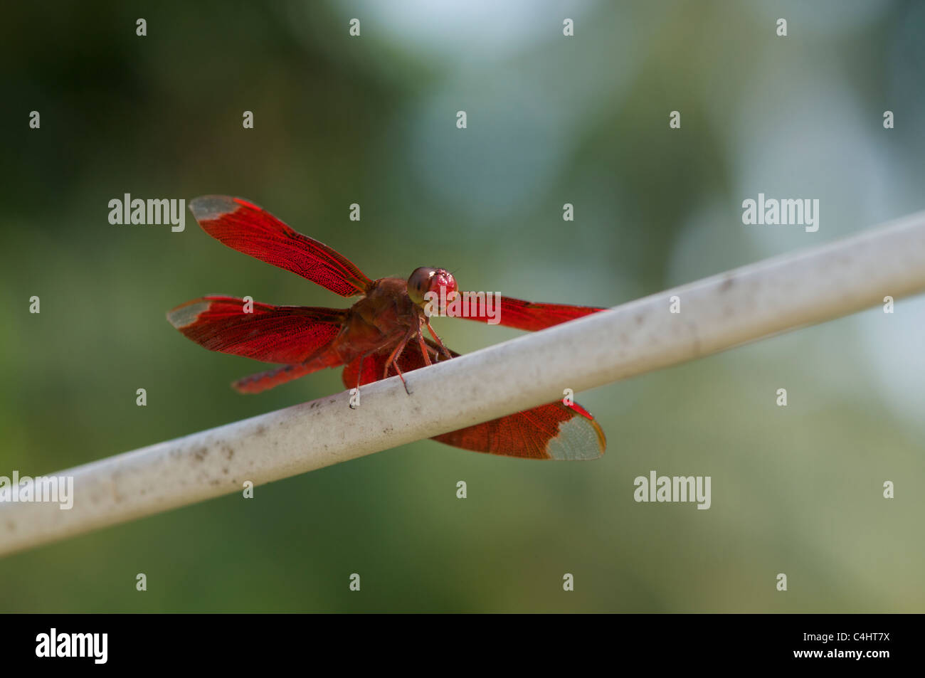 Bright red dragonfly Stock Photo - Alamy