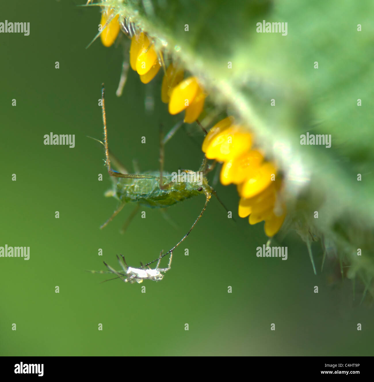 Eggs aphid hi-res stock photography and images - Alamy