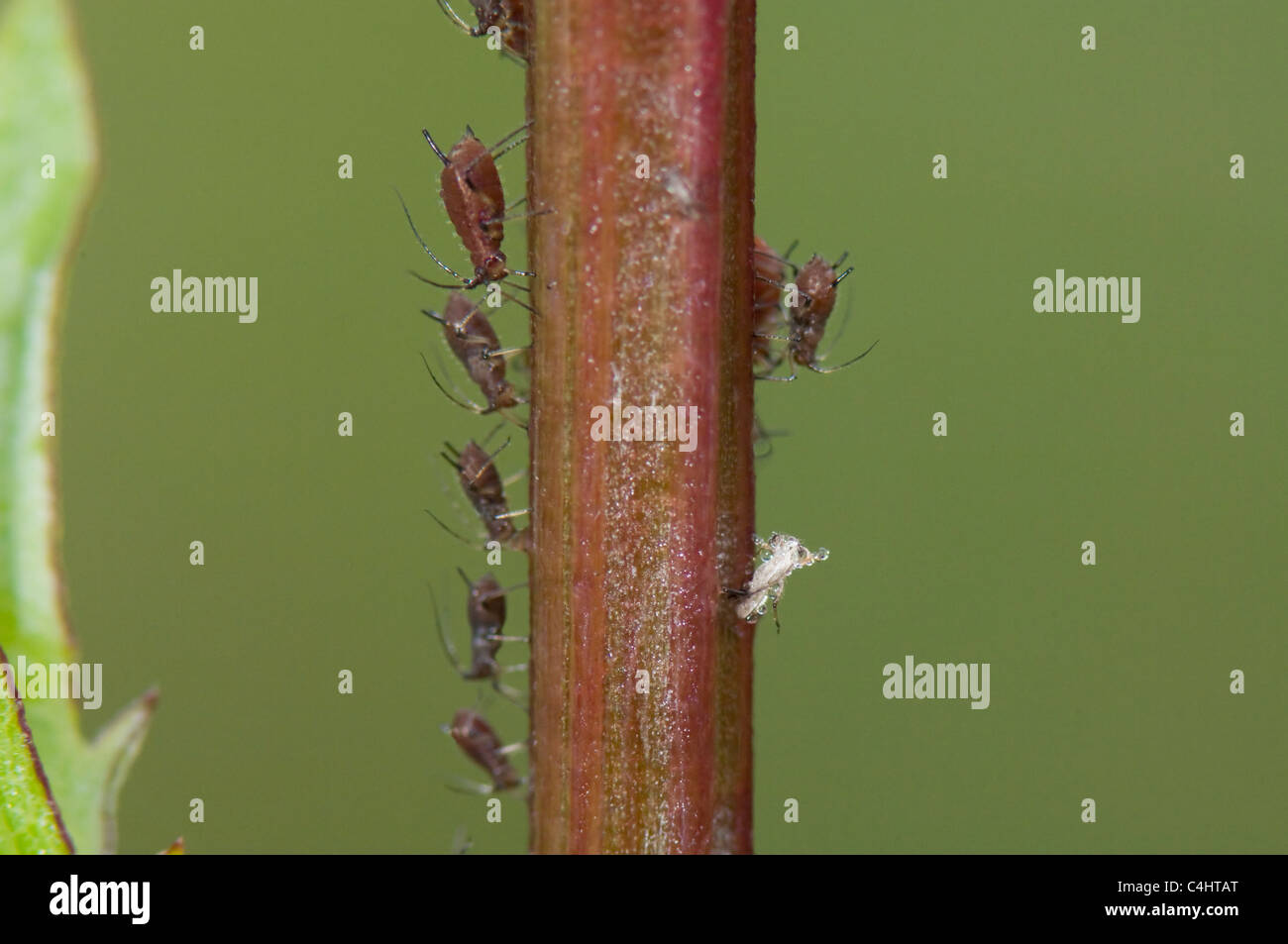 Nettle animals hi-res stock photography and images - Alamy