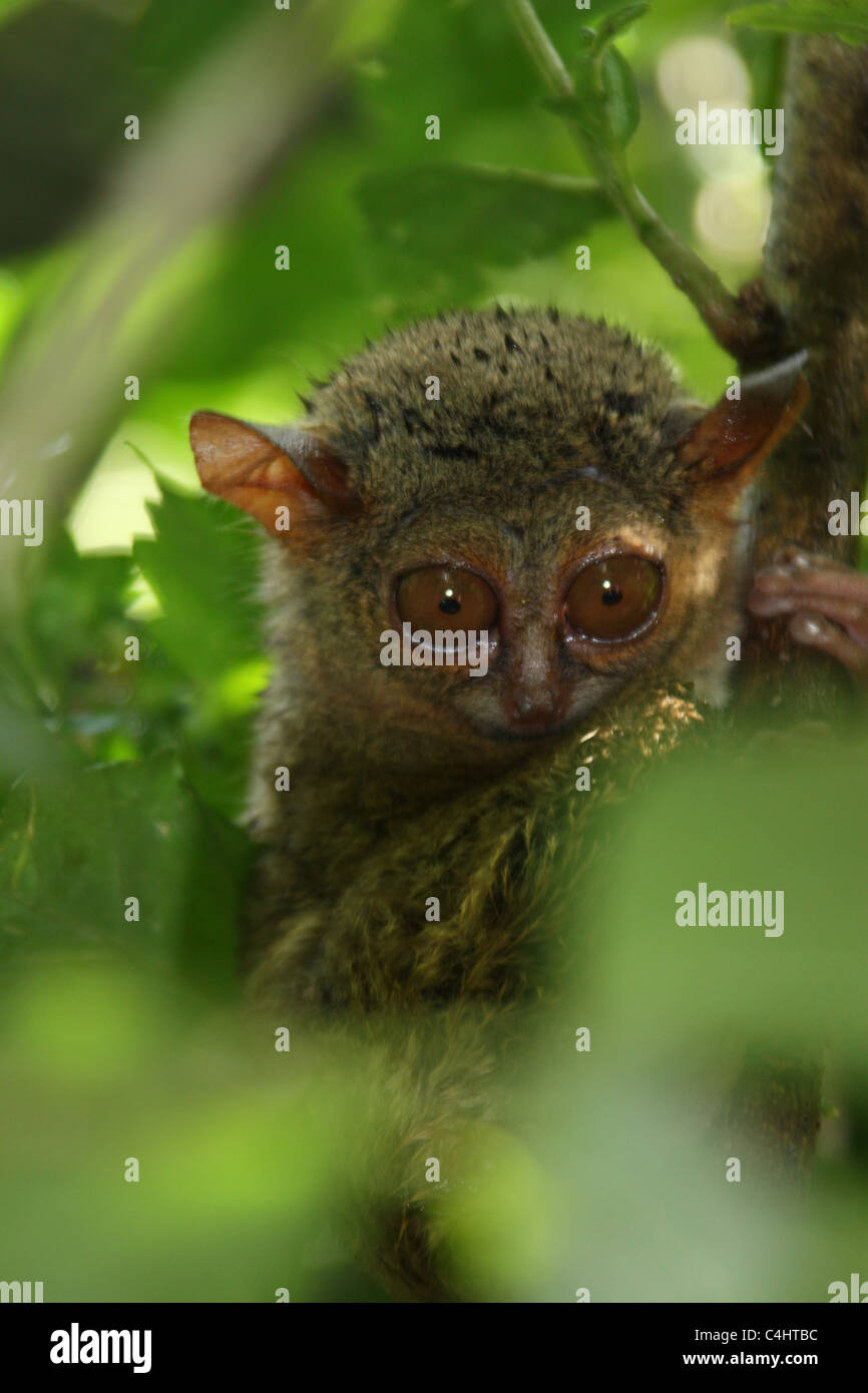 Spectral tarsiers hi-res stock photography and images - Alamy