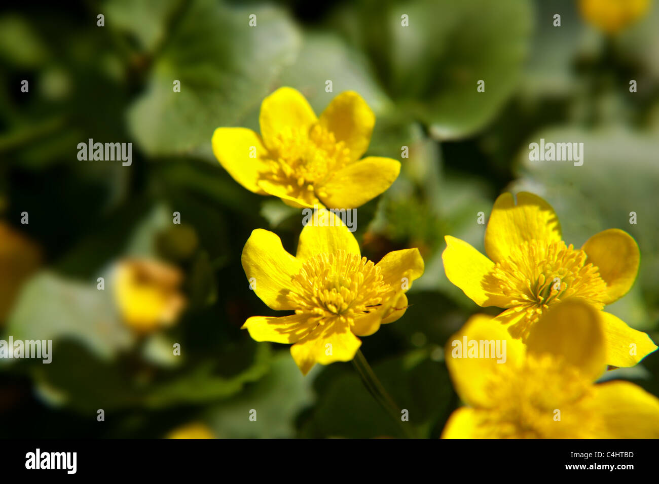 Cosmos seedlings border hi-res stock photography and images - Alamy