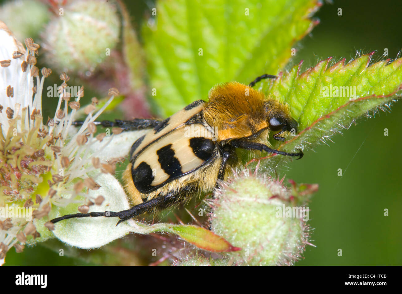 Bee Beetle or Bee Wolf (Trichodes apiarius), France Stock Photo - Alamy