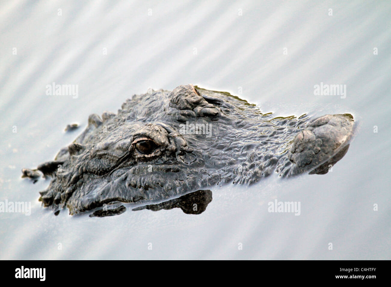 Alligator head hi-res stock photography and images - Alamy