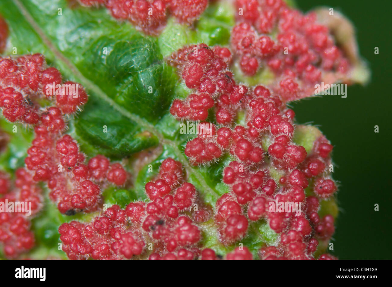 Gall mites hi-res stock photography and images - Alamy