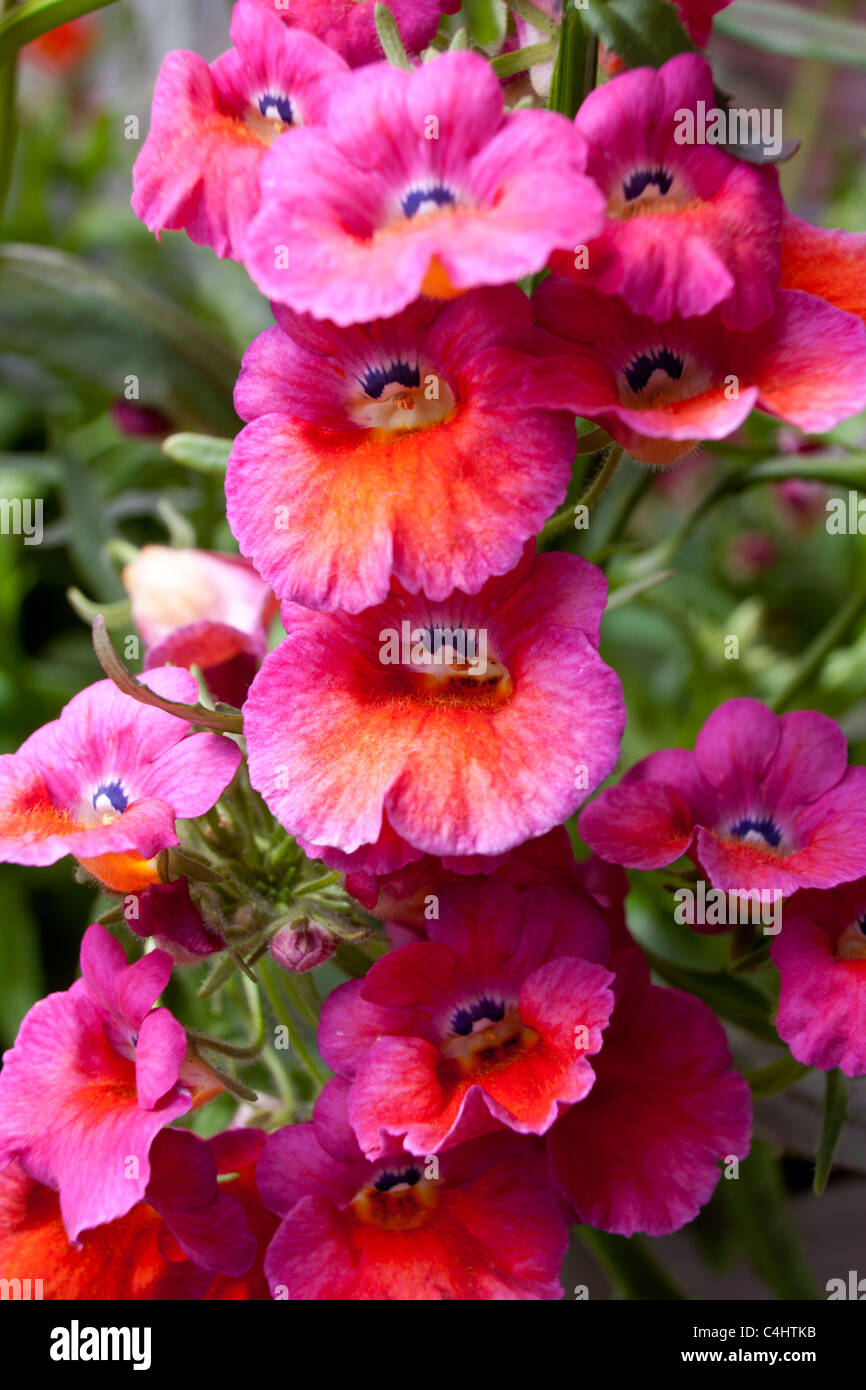 Cosmos seedlings border hi-res stock photography and images - Alamy