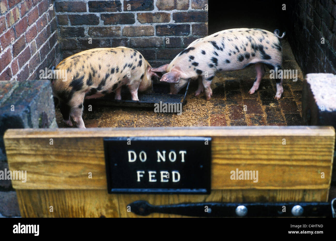 Victorian farm pig hi-res stock photography and images - Alamy