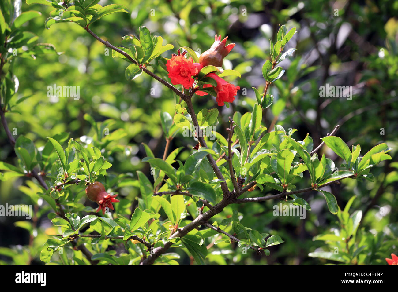 Baby pomegranate growing on the tree hi-res stock photography and ...
