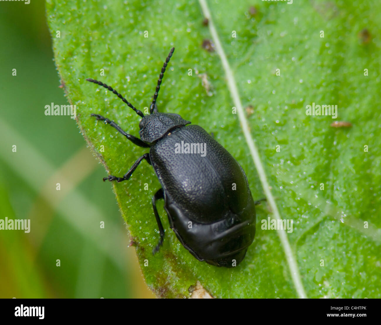 Carabid beetle hi-res stock photography and images - Alamy