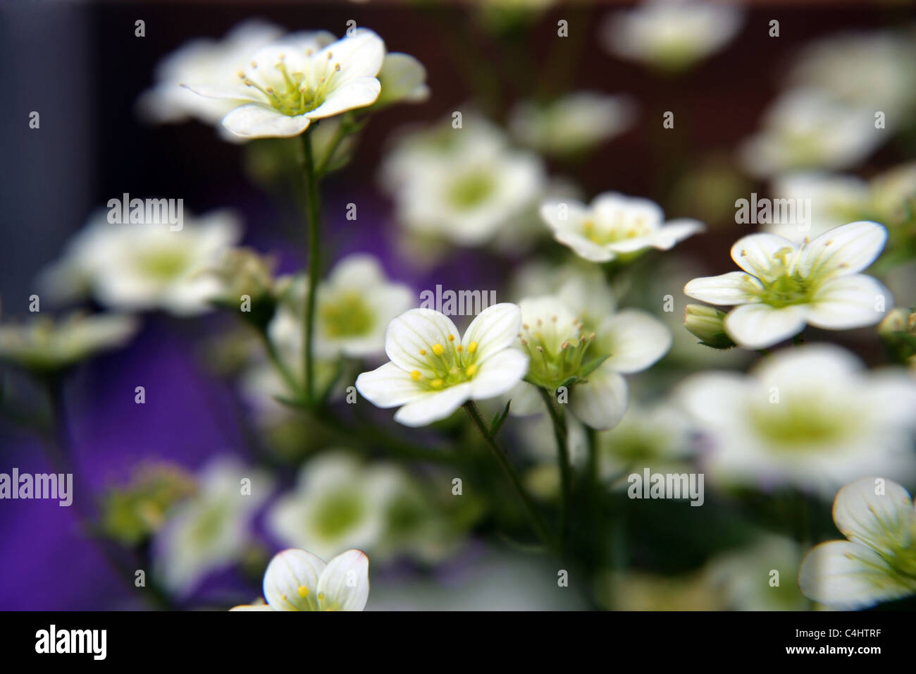 Cosmos seedlings border hi-res stock photography and images - Alamy