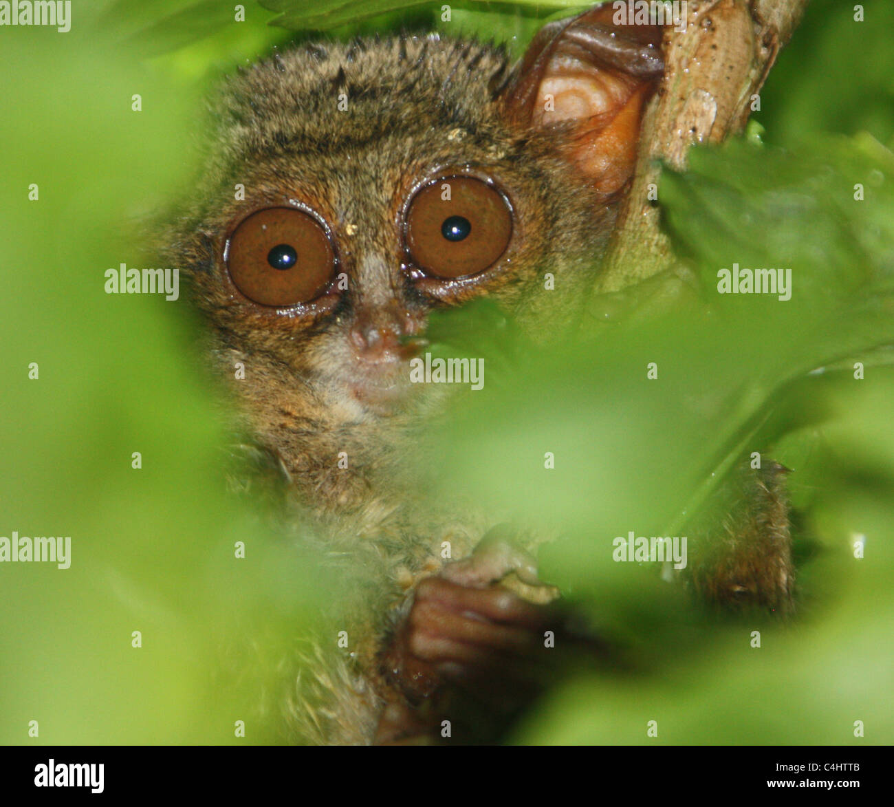 Spectral tarsier hi-res stock photography and images - Alamy