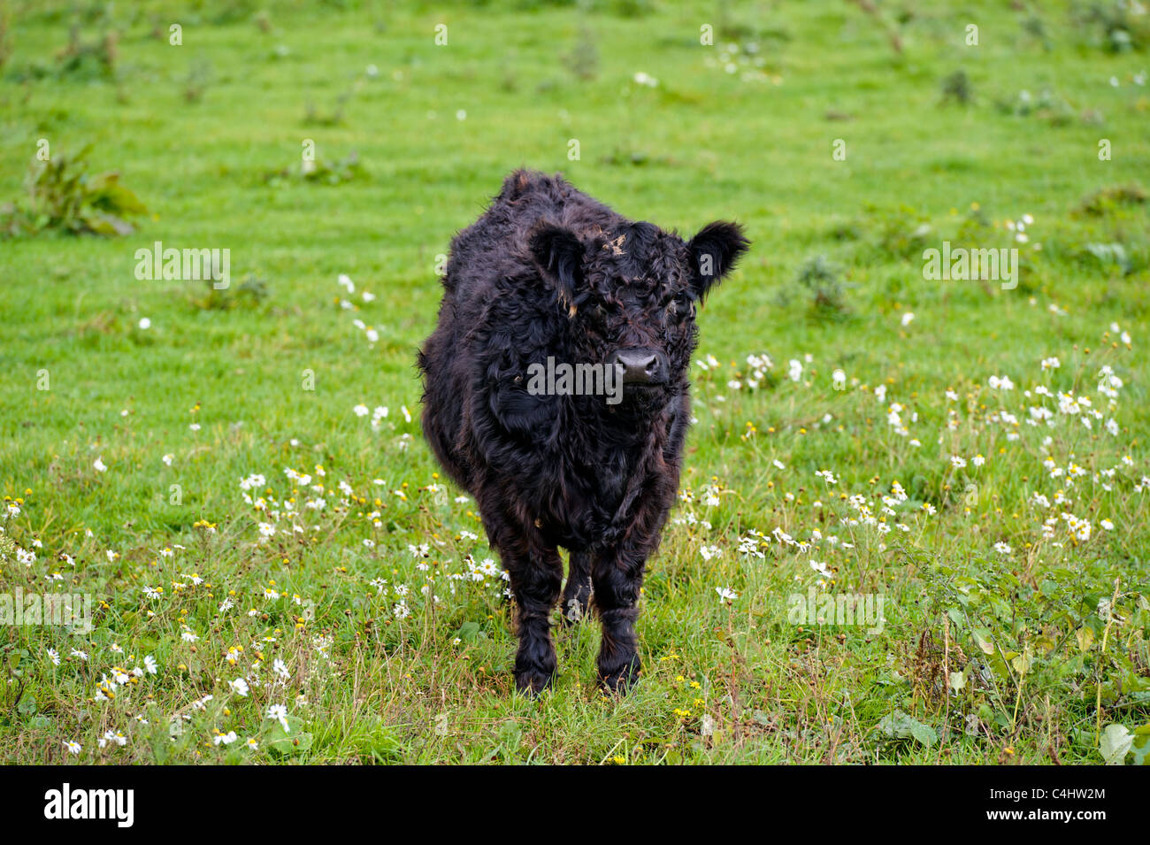young galloway cow Stock Photo - Alamy