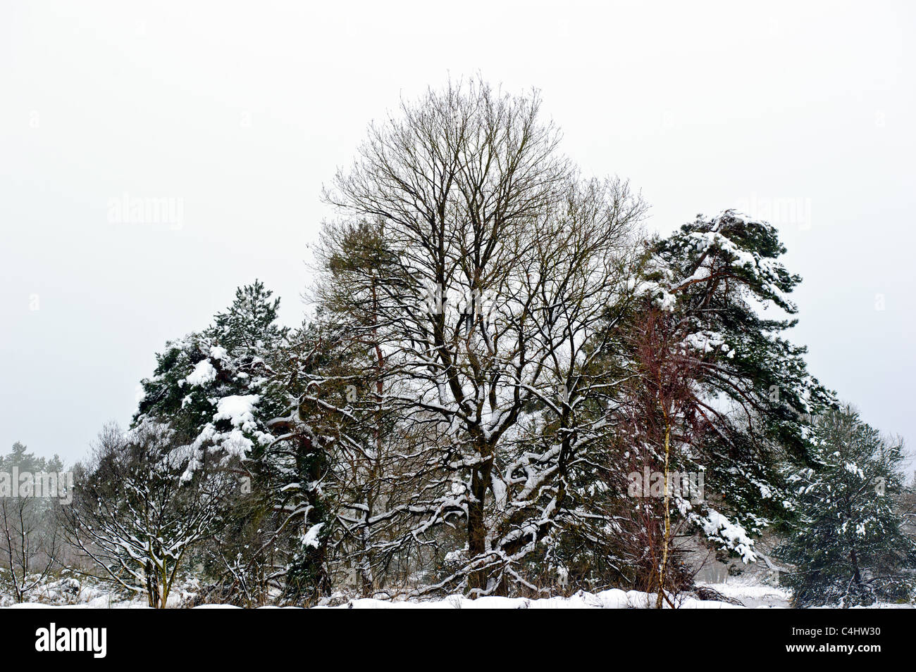 Mix of trees in hi-res stock photography and images - Alamy