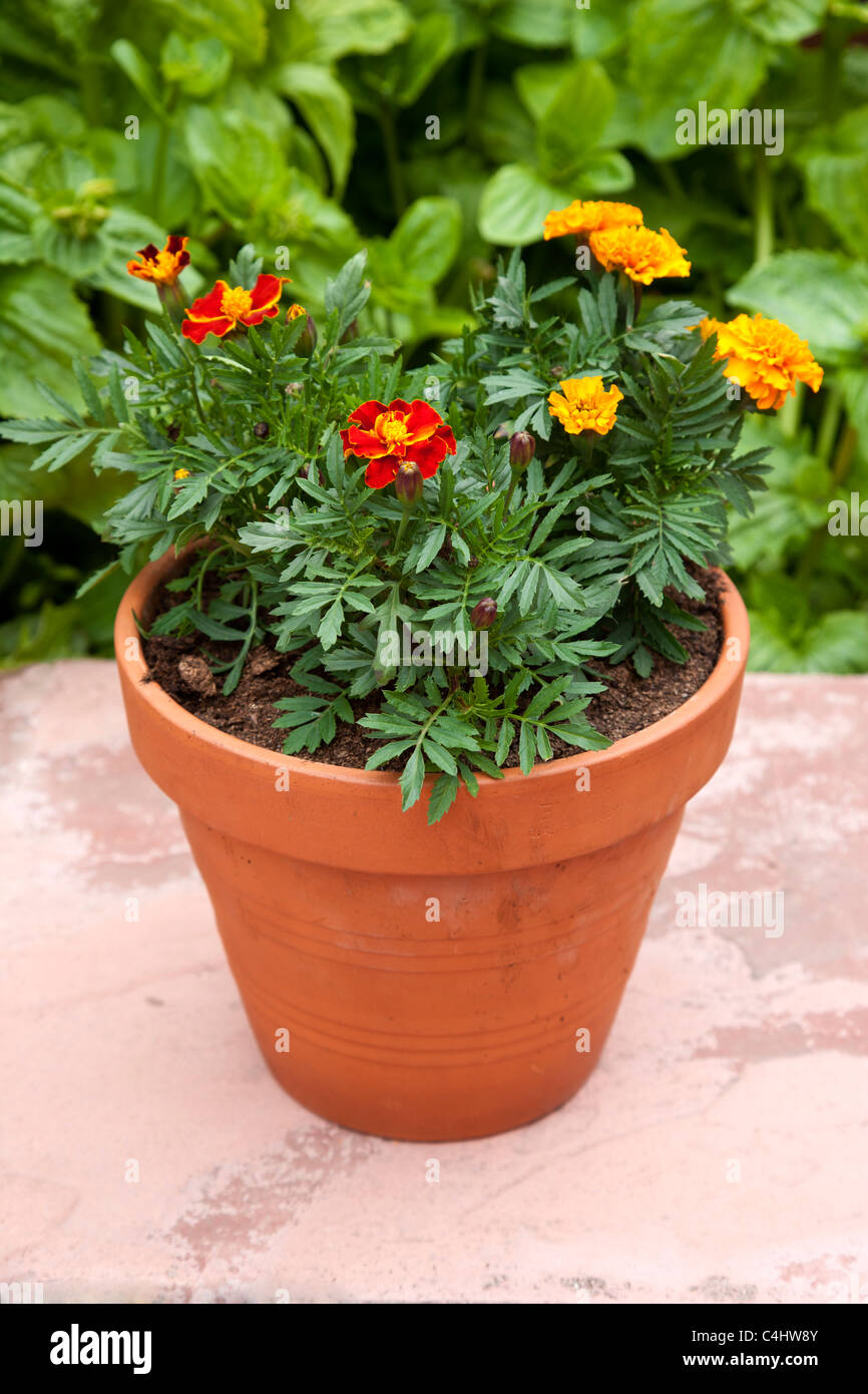 Potted Plants 2 Stock Photo - Alamy