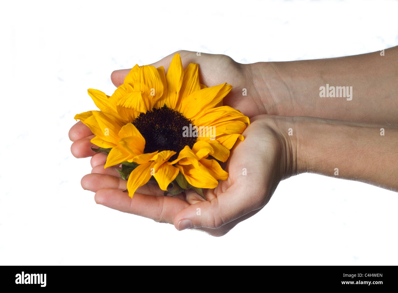 Hands holding a sunflower Stock Photo - Alamy