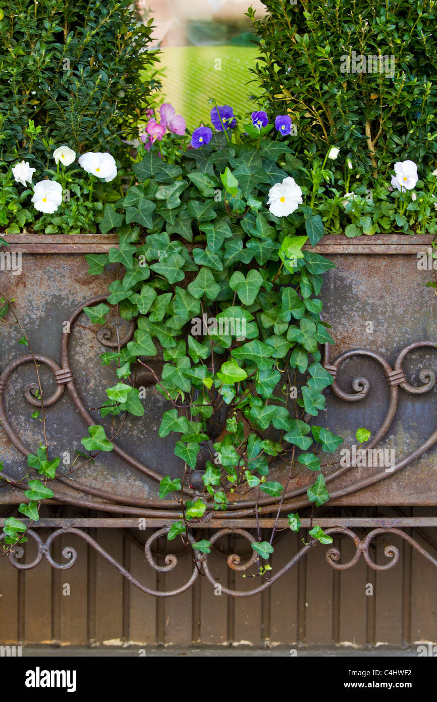 Ivy and flowers on a decorative flower box Stock Photo - Alamy