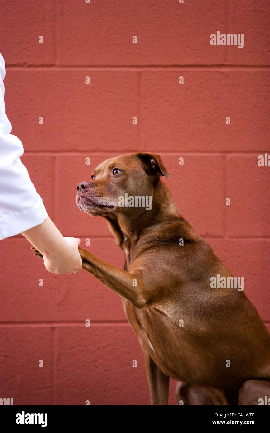 Dog shaking hands hi-res stock photography and images - Alamy