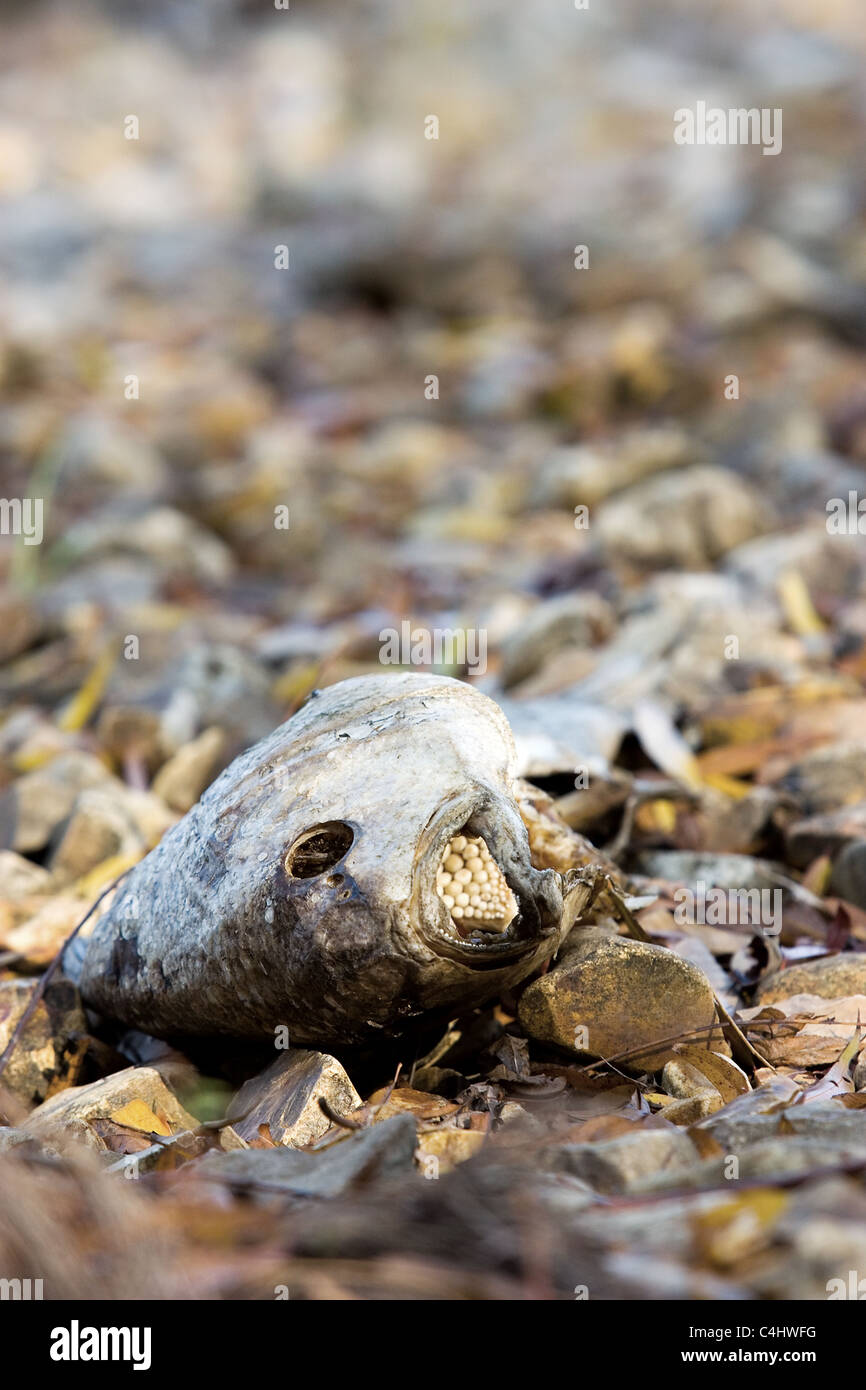 Dead animal carcass hi-res stock photography and images - Alamy