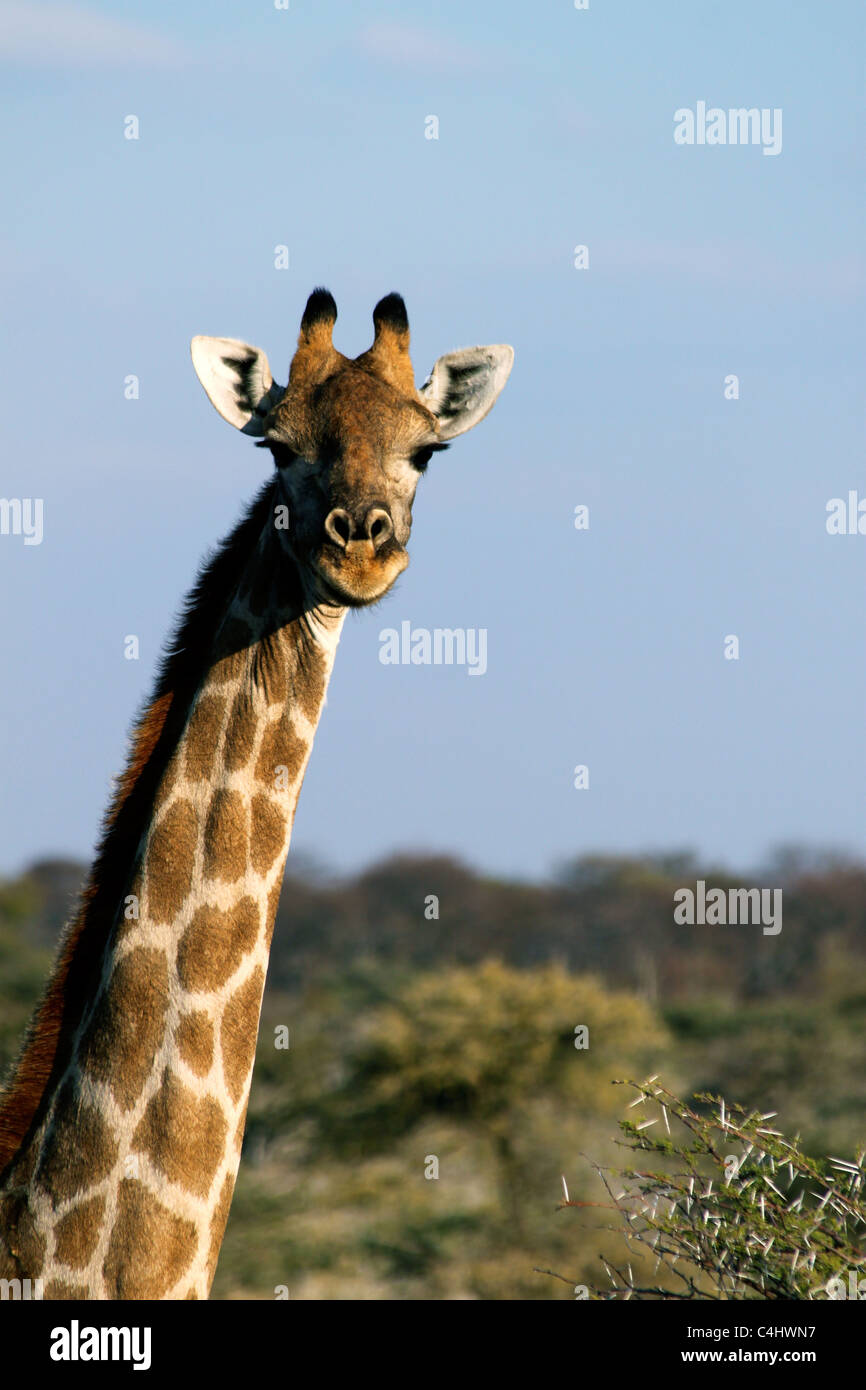 Taken of a giraffe in Namibia, Southern Africa Stock Photo - Alamy